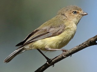 Weebill - eBird