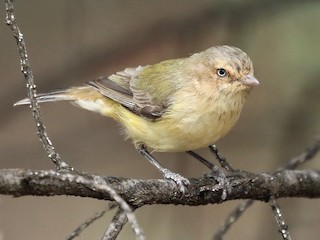 Weebill - eBird