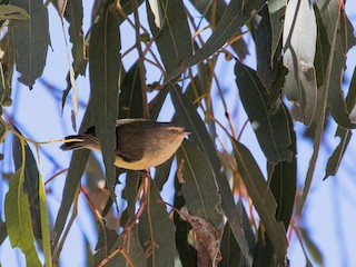 Weebill - eBird