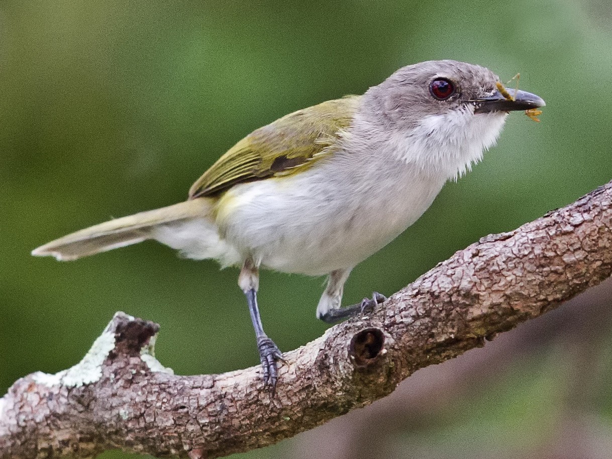 Green-backed Gerygone - eBird