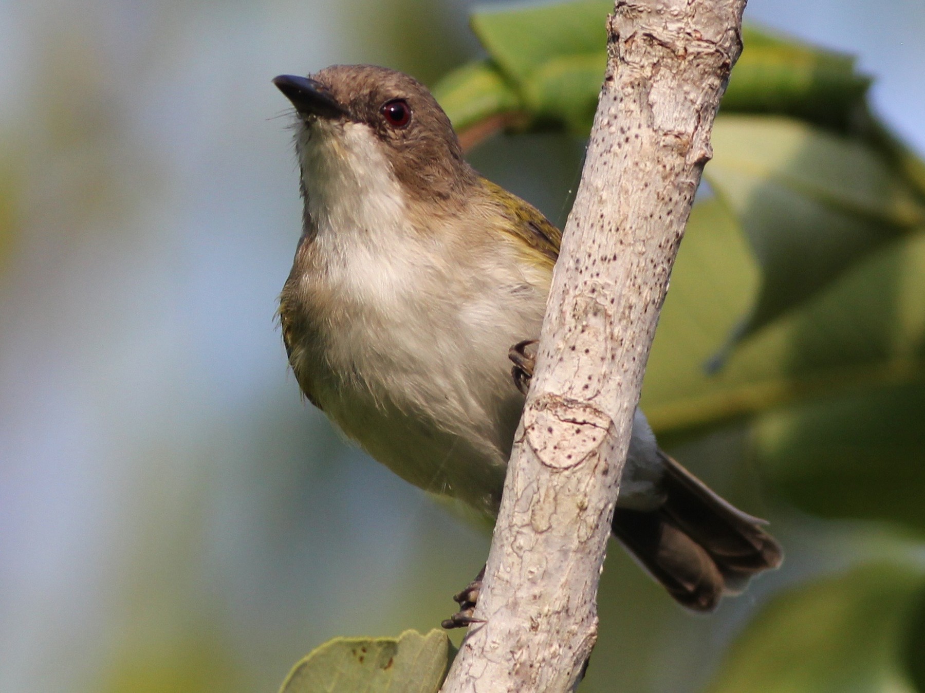 Green-backed Gerygone - eBird