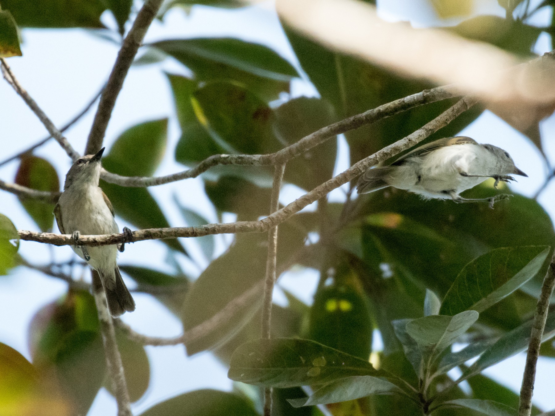 Green-backed Gerygone - eBird