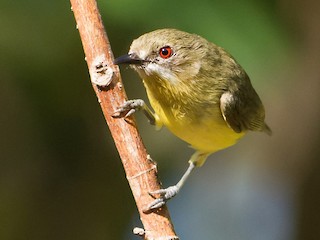 Fairy Gerygone - eBird