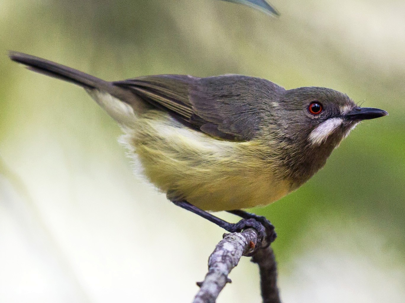 Fairy Gerygone - eBird