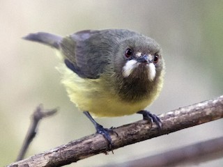 Fairy Gerygone - eBird