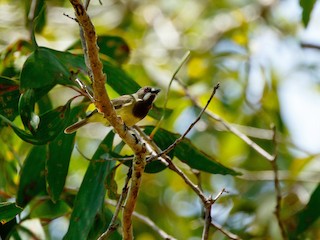Fairy Gerygone - eBird
