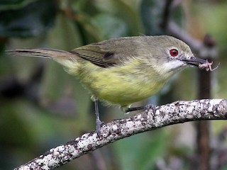 Fairy Gerygone - eBird