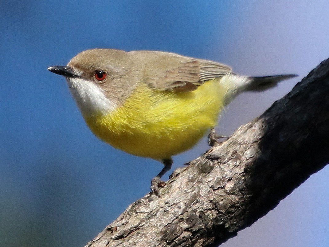 White-throated Gerygone - eBird