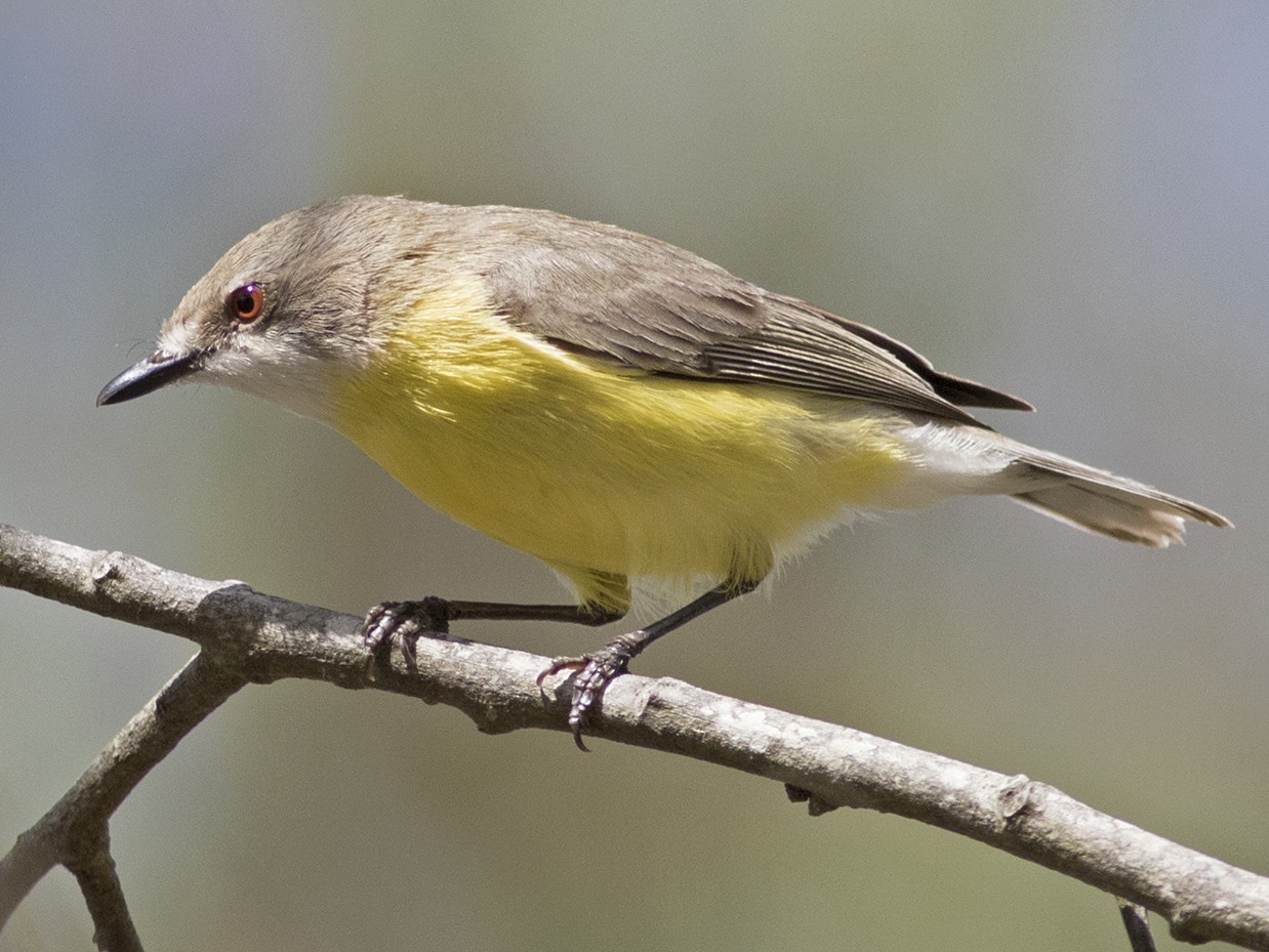 White-throated Gerygone - eBird