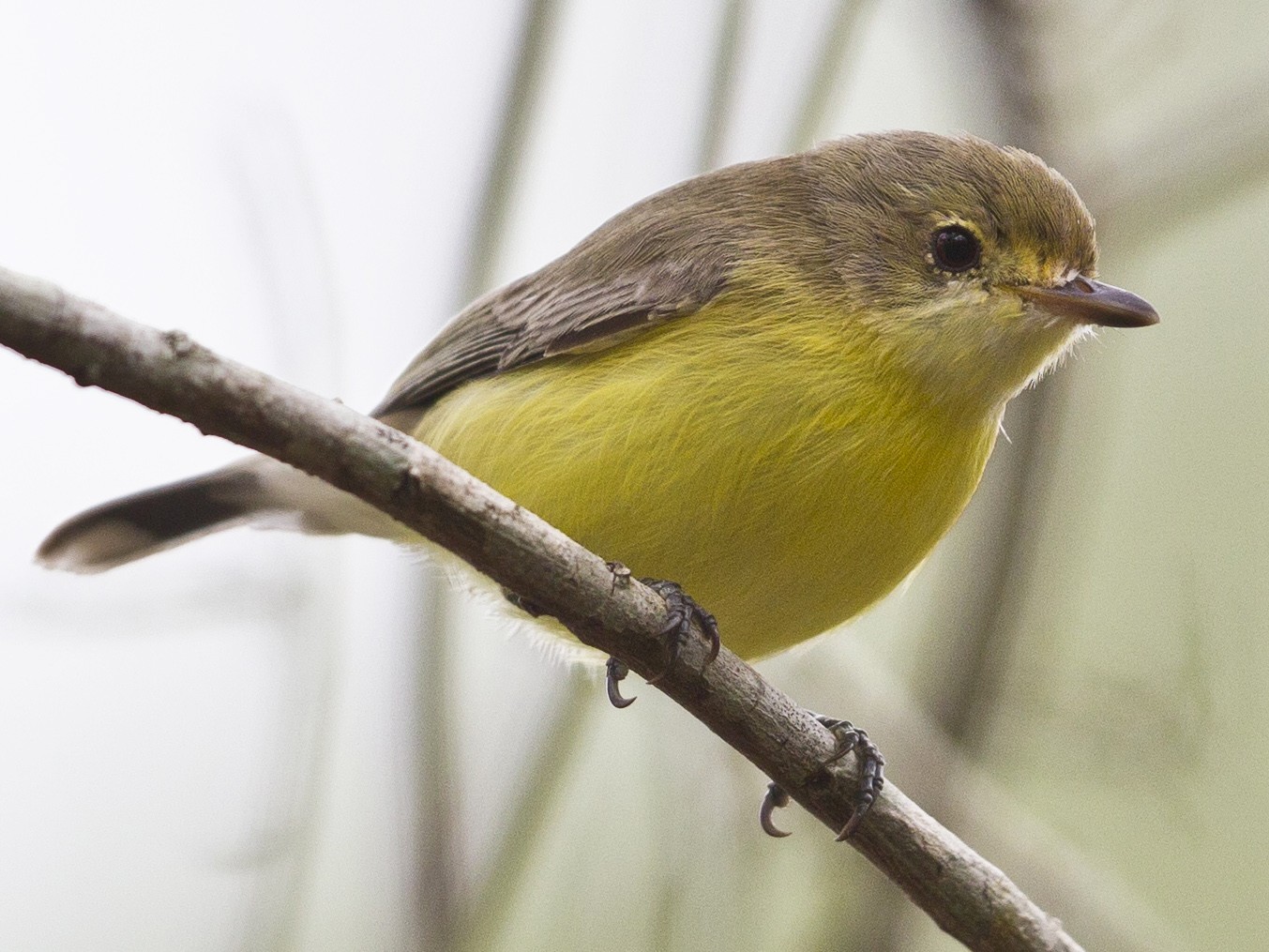White-throated Gerygone - eBird
