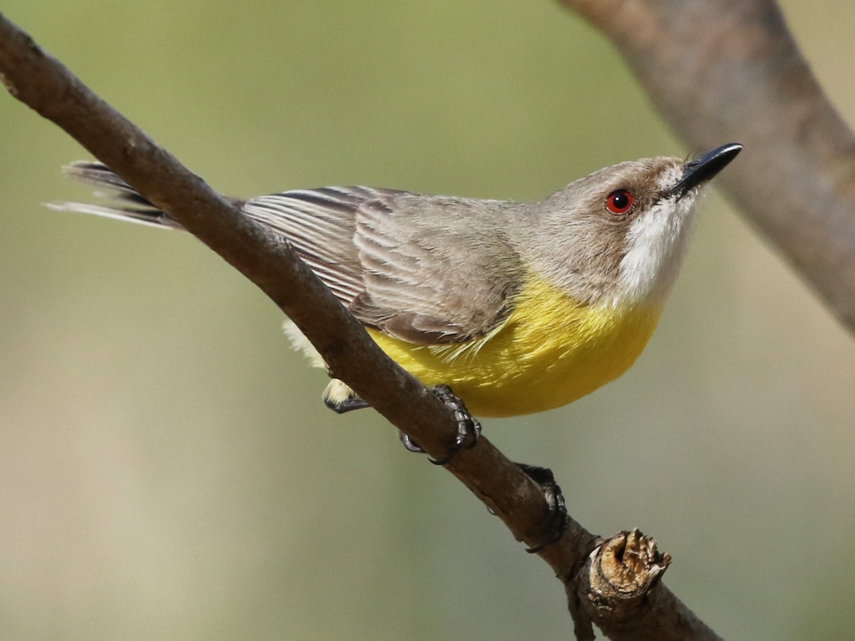 White-throated Gerygone - eBird
