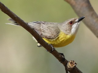 White-throated Gerygone - eBird