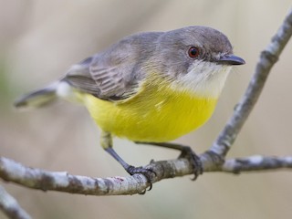 White-throated Gerygone - eBird