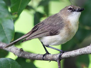 Large-billed Gerygone - eBird