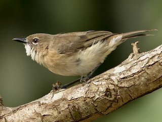 Large-billed Gerygone - eBird