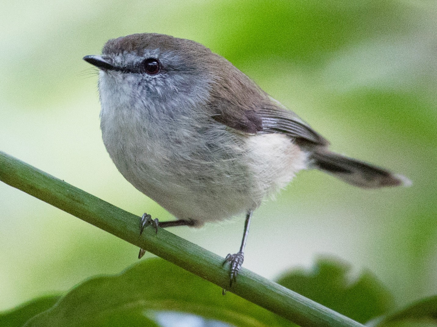 Brown Gerygone - eBird