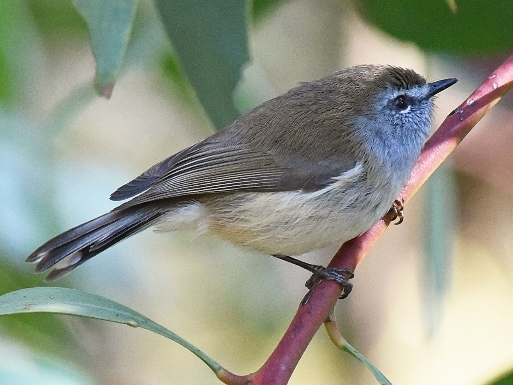 Brown Gerygone - eBird