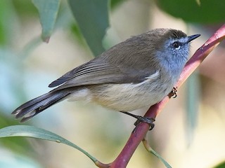 Brown Gerygone - eBird