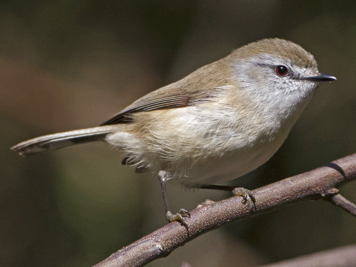 Brown Gerygone - Gerygone mouki - Birds of the World