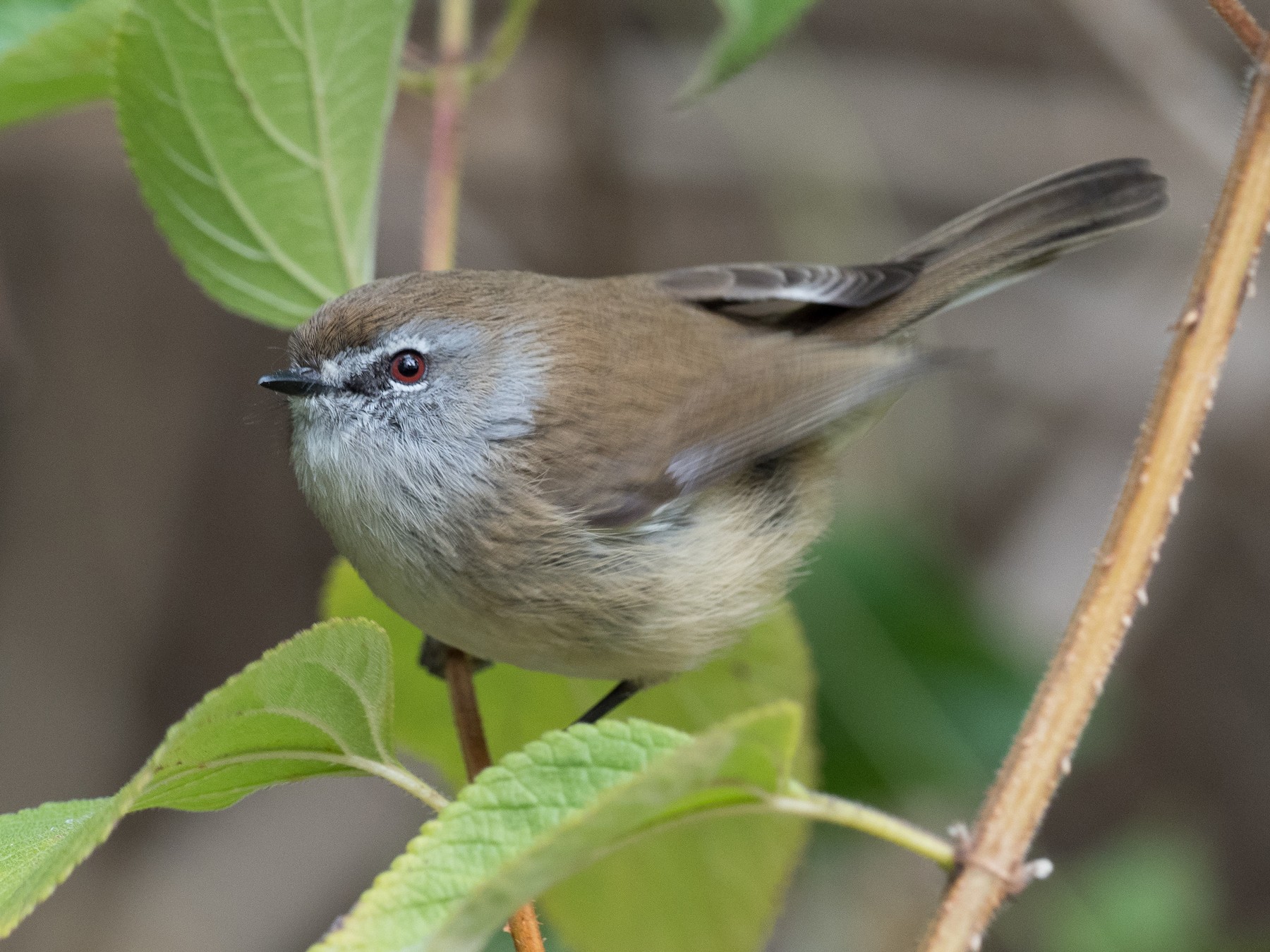 Brown Gerygone - eBird
