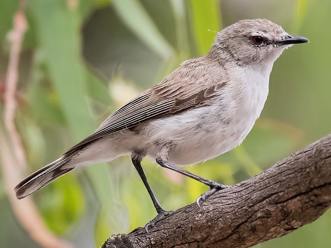 Gerigón Coliblanco - eBird