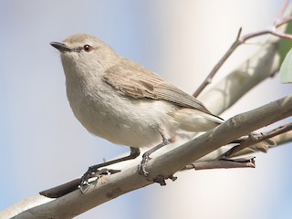 Western Gerygone - eBird