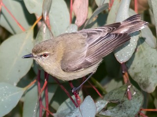 Western Gerygone - eBird