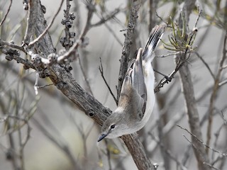 Western Gerygone - eBird