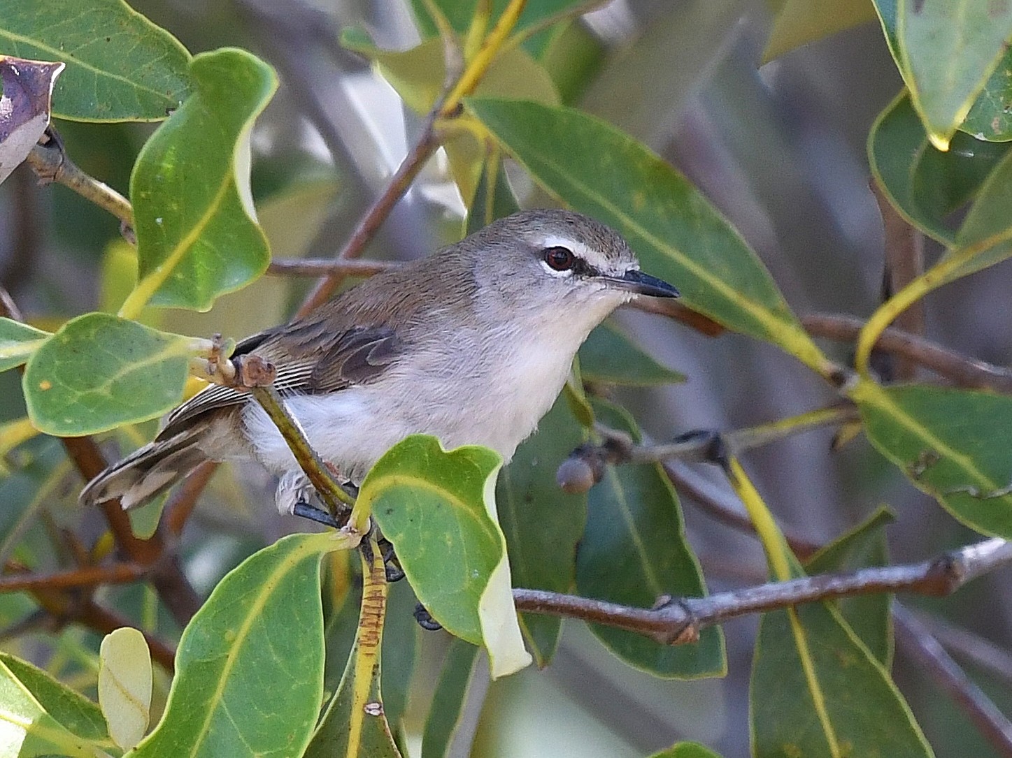 Mangrove gerygone - eBird