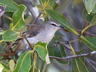 Mangrove Gerygone - eBird