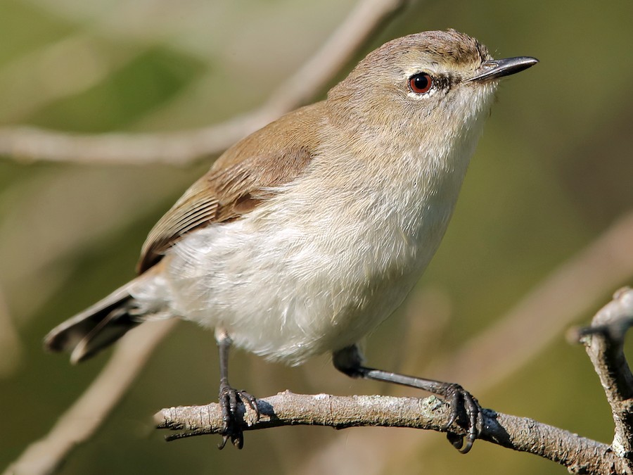 Mangrove Gerygone - eBird