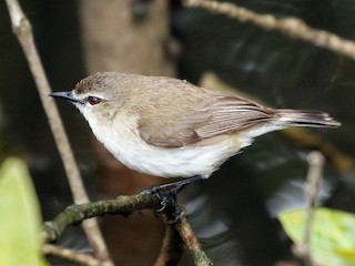 Mangrove Gerygone - eBird