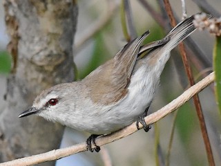 Mangrove Gerygone - eBird