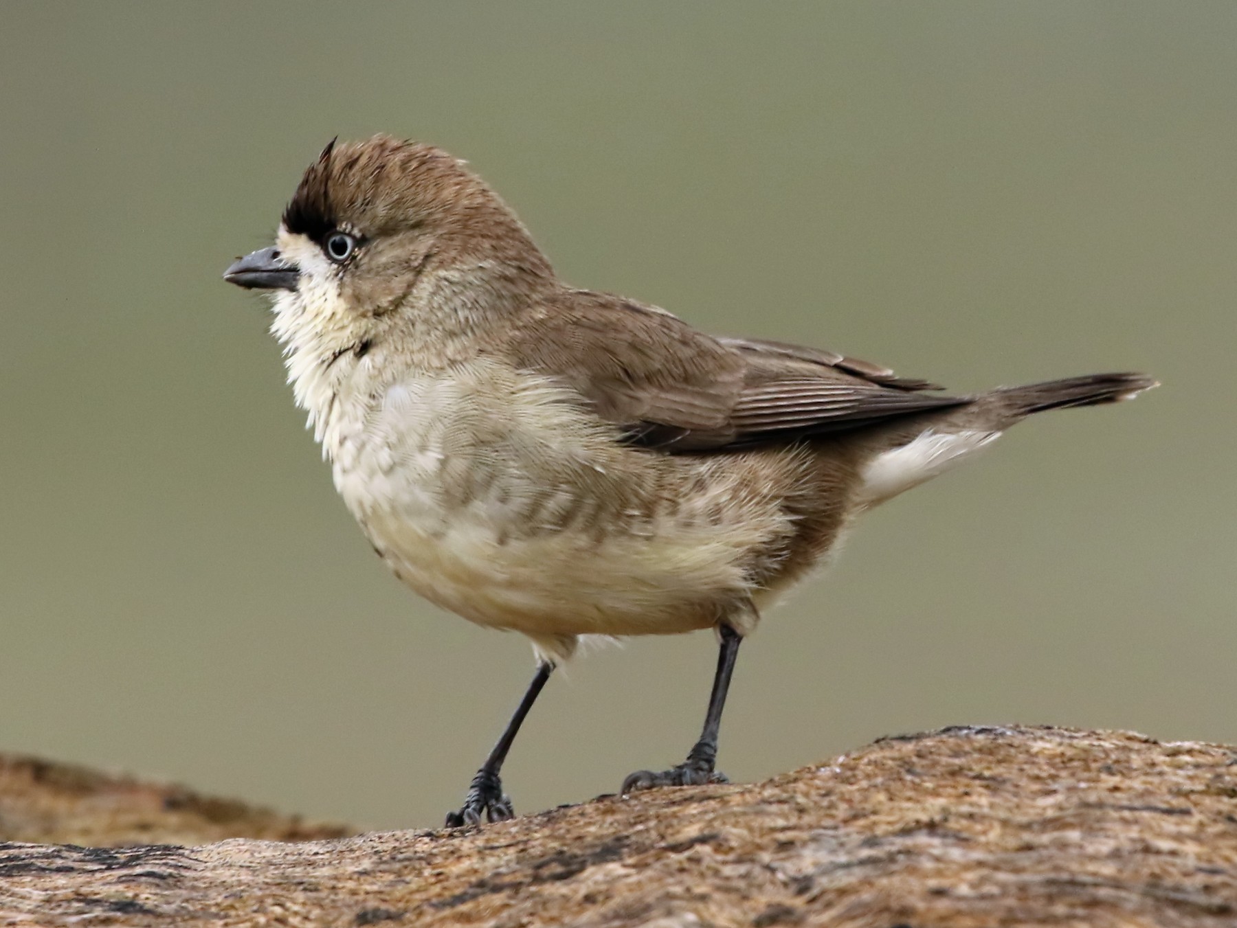 Southern Whiteface - eBird