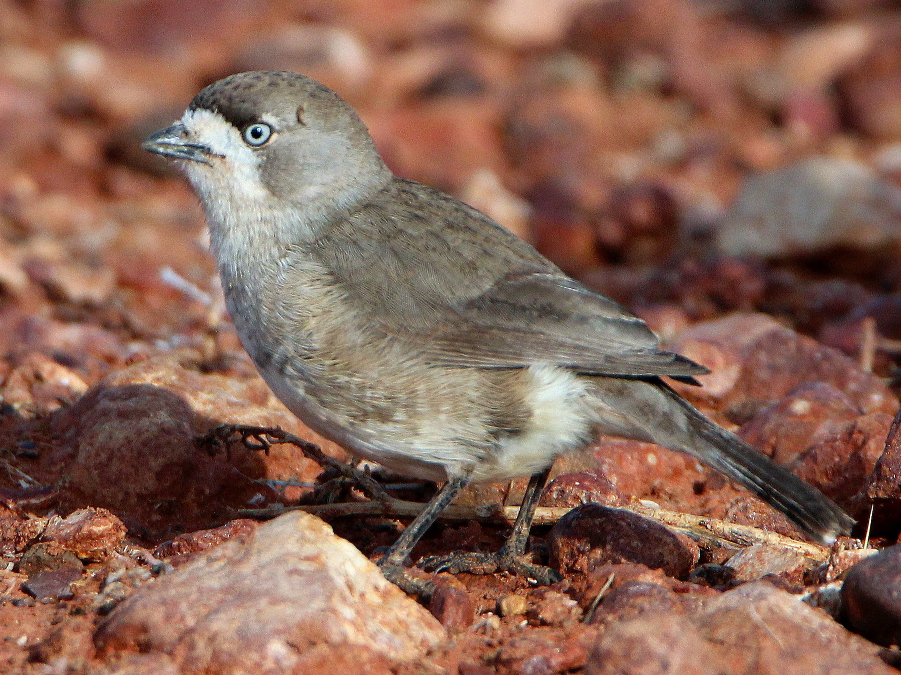 Southern Whiteface - eBird