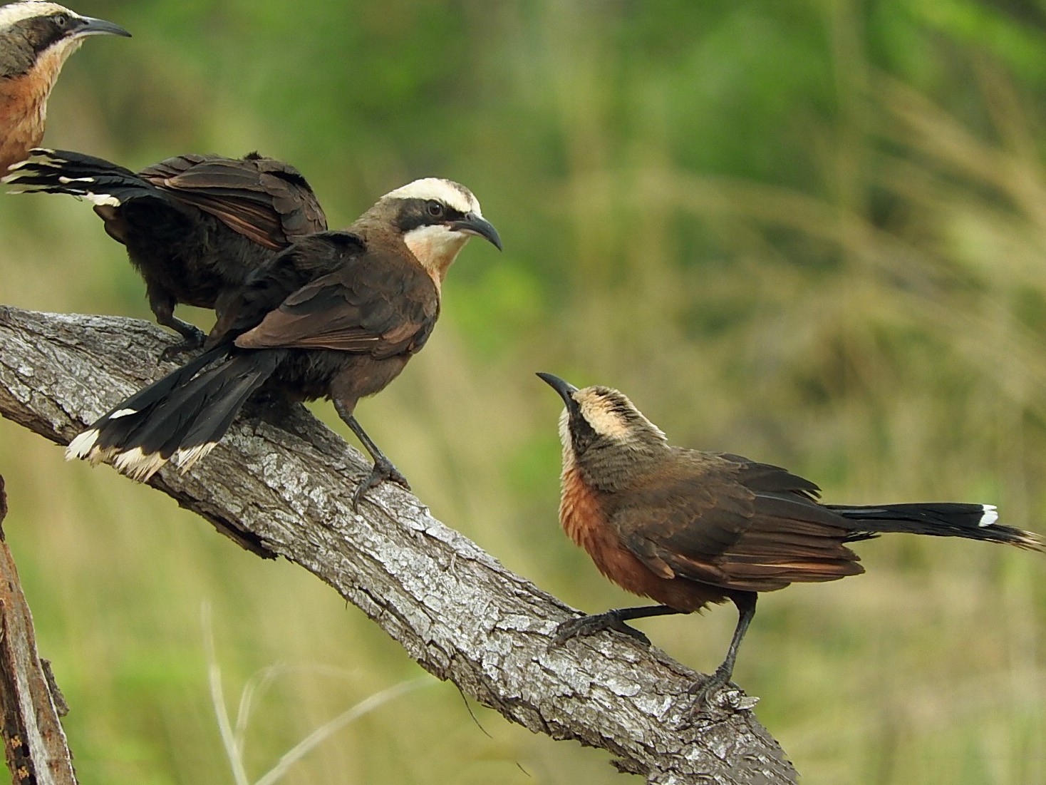 Gray-crowned Babbler - eBird