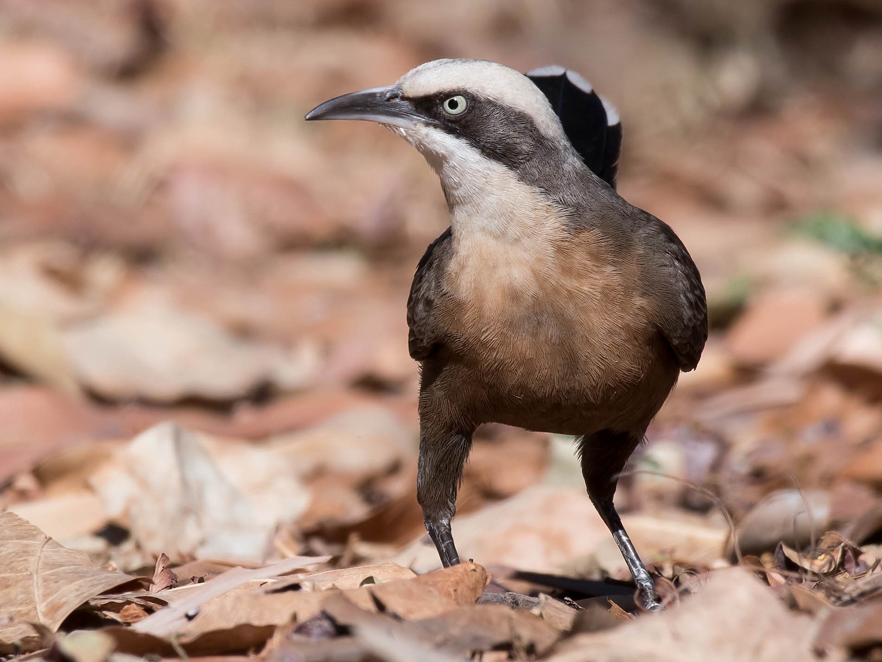 Gray-crowned Babbler - eBird