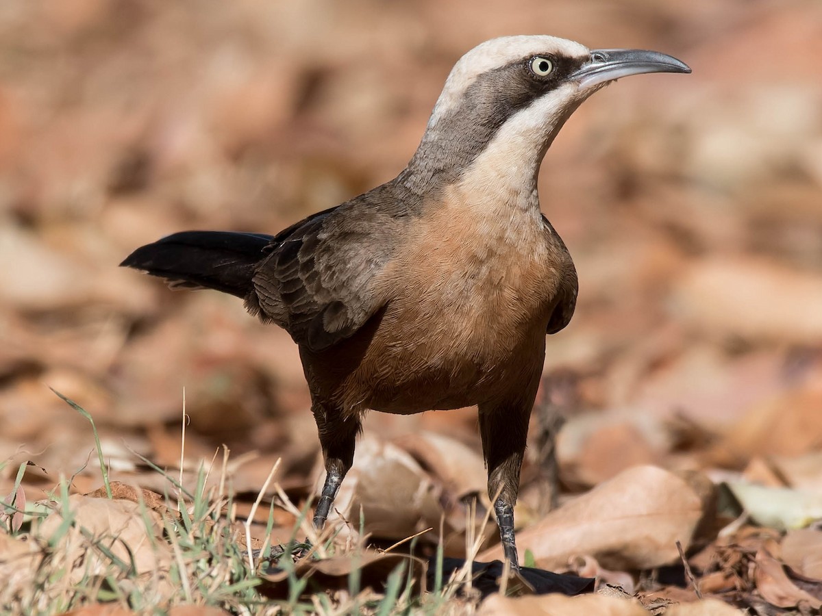 Gray-crowned Babbler - Pomatostomus temporalis - Birds of the World