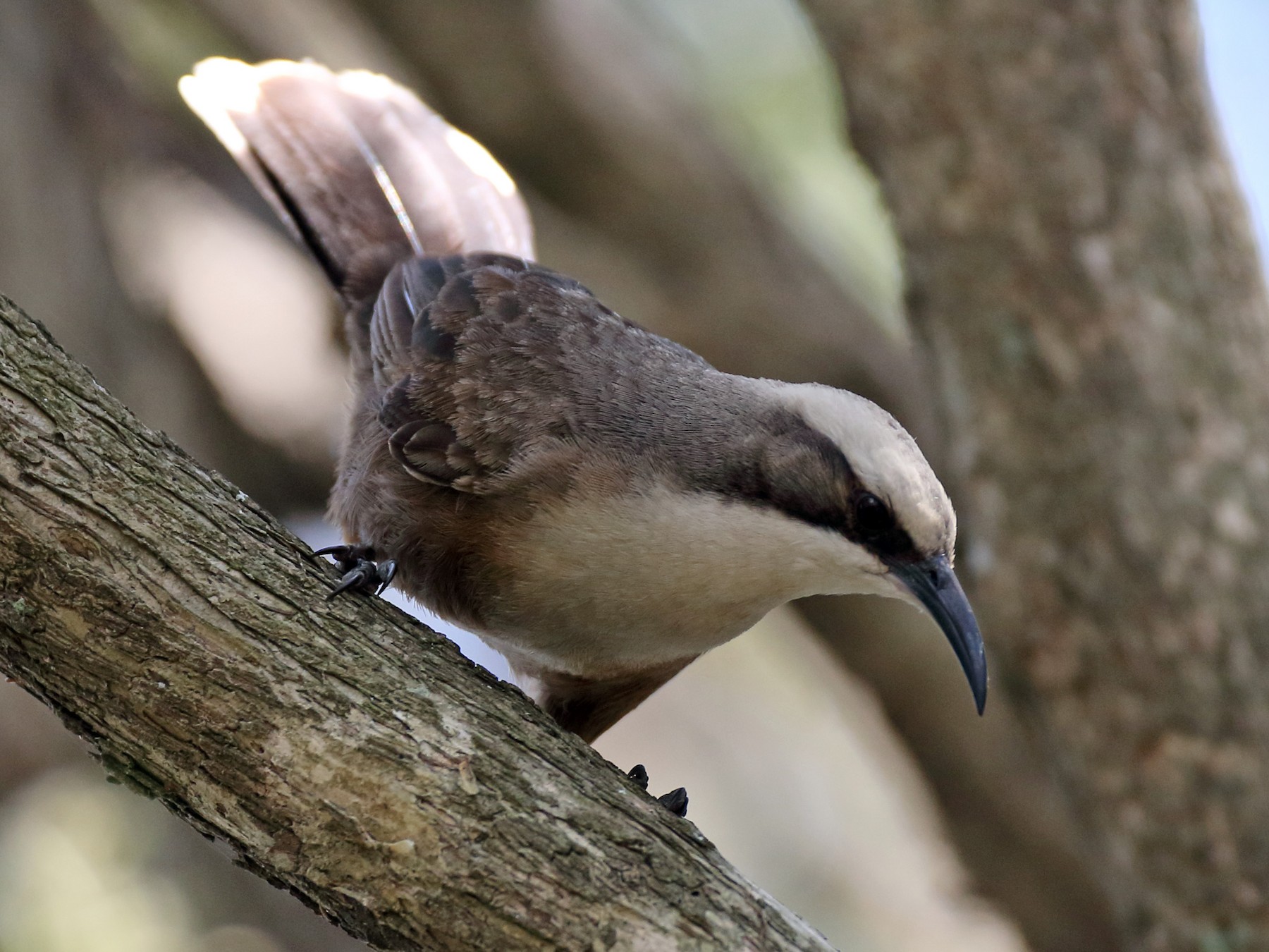 Gray-crowned Babbler - eBird