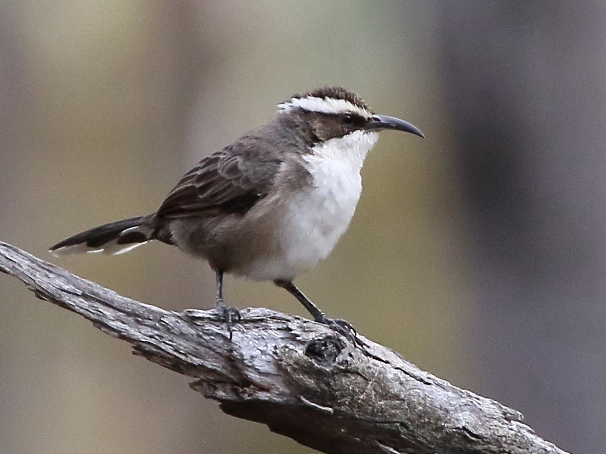 White-browed Babbler - eBird