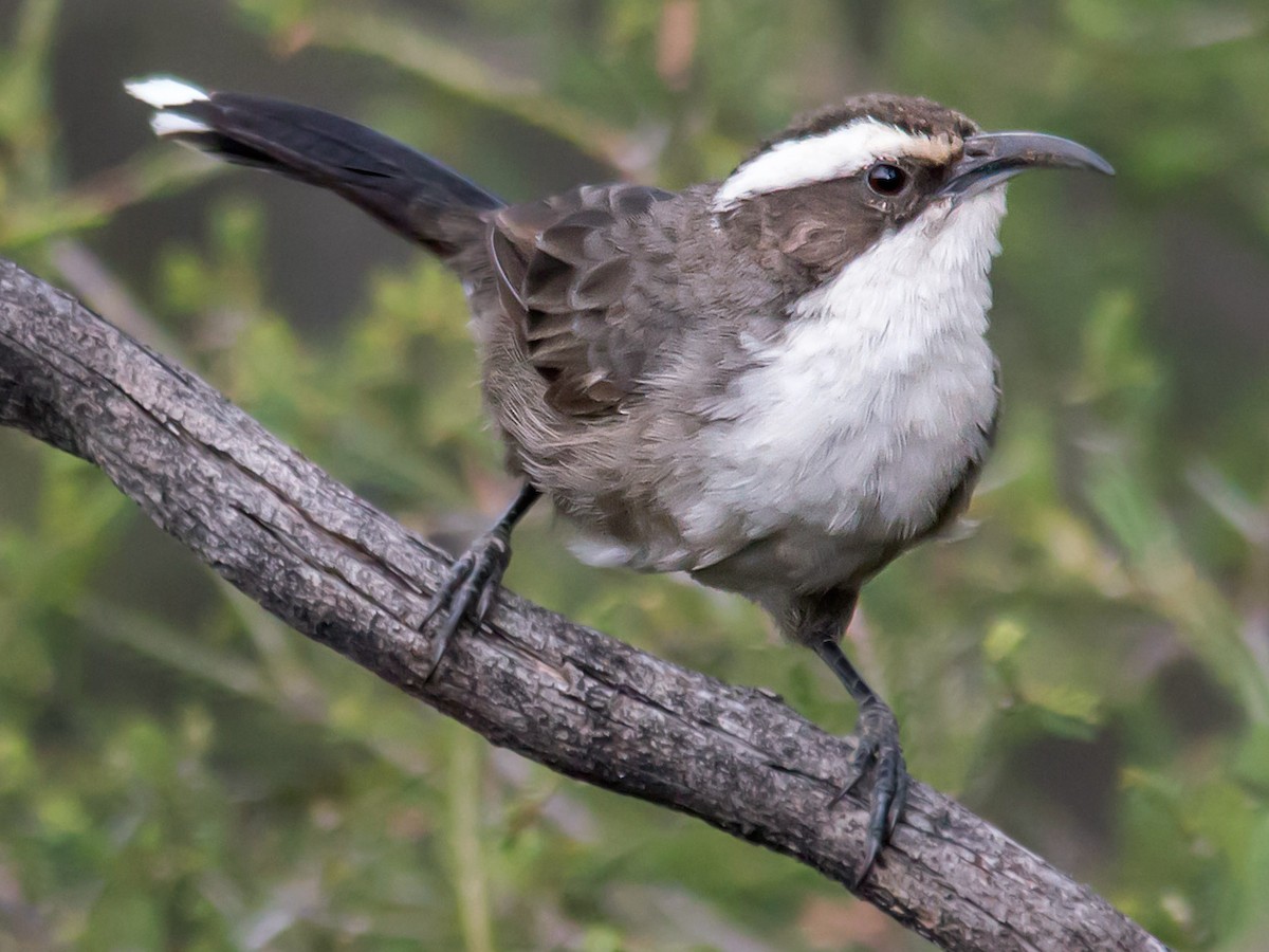 White-browed Babbler - Pomatostomus superciliosus - Birds of the World