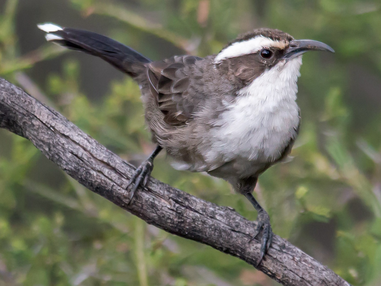 White-browed Babbler - eBird
