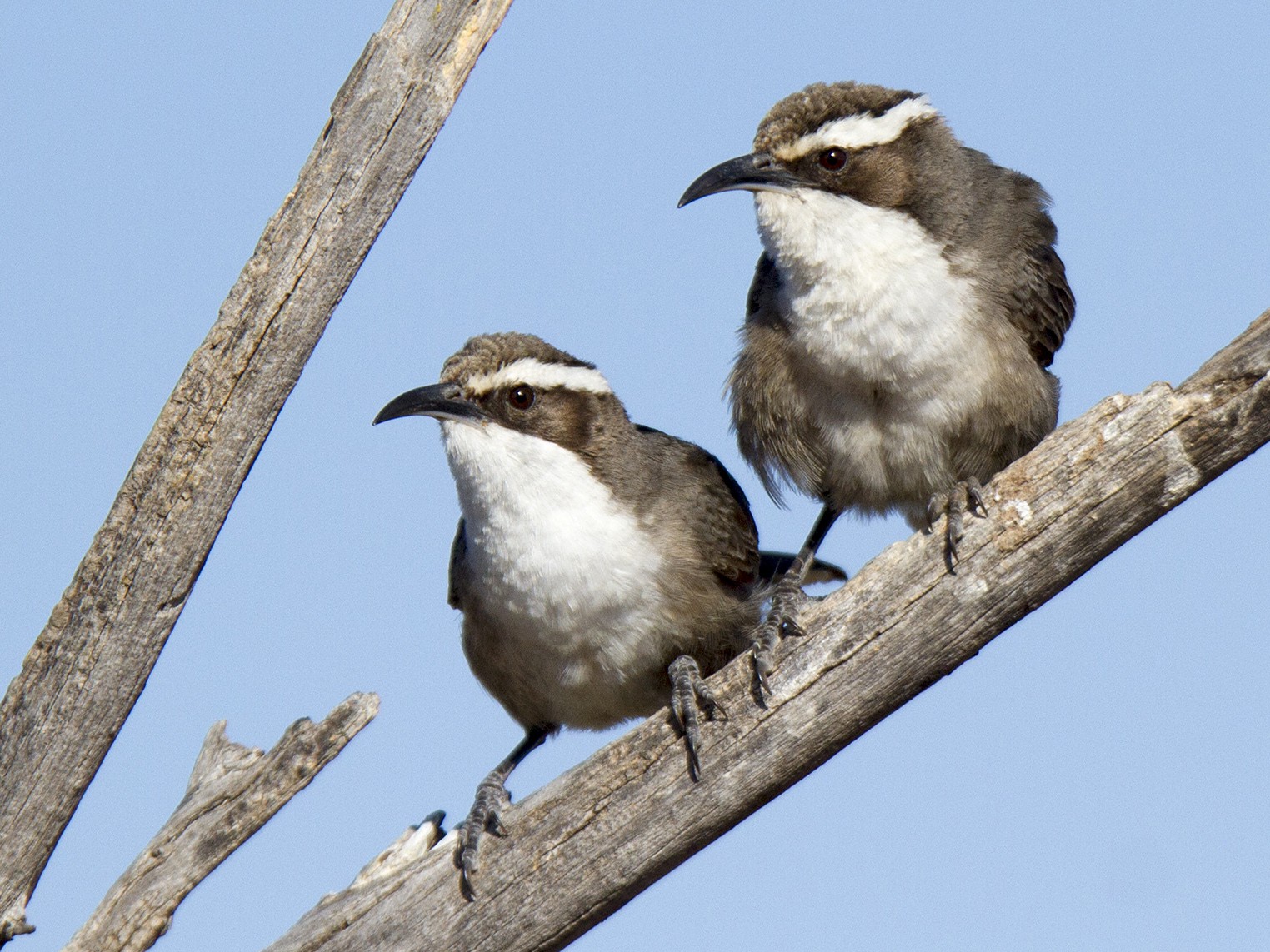 White-browed Babbler - eBird