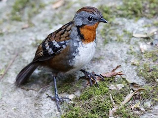 Australian Logrunner - eBird