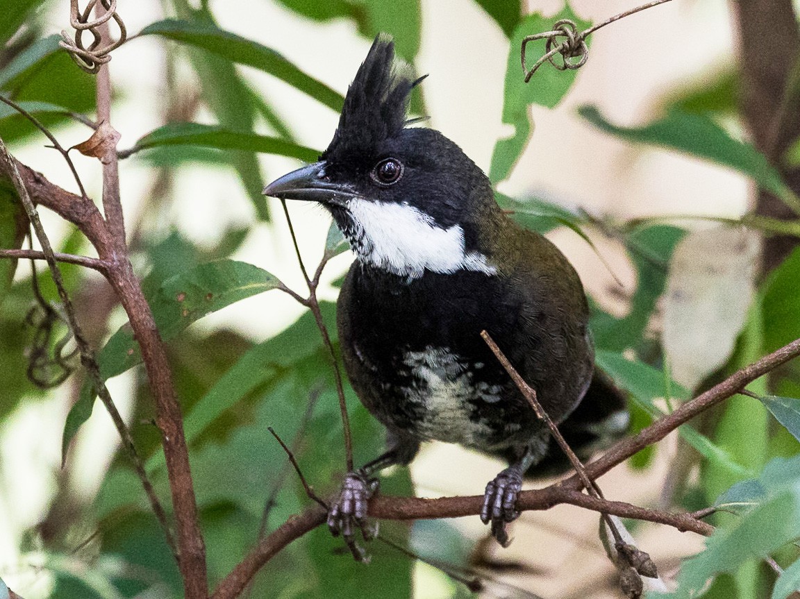 Eastern Whipbird - eBird
