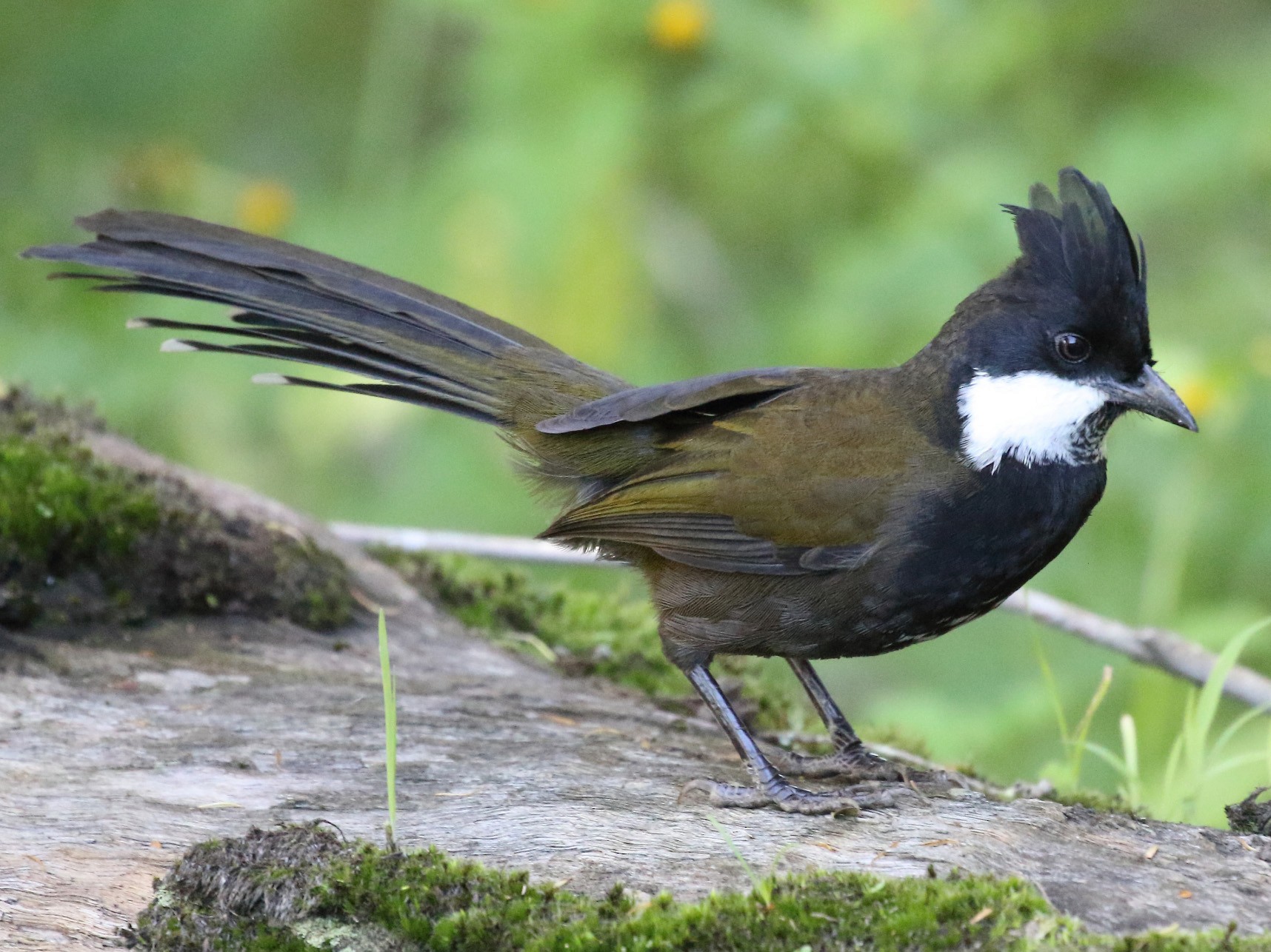 Eastern Whipbird - eBird
