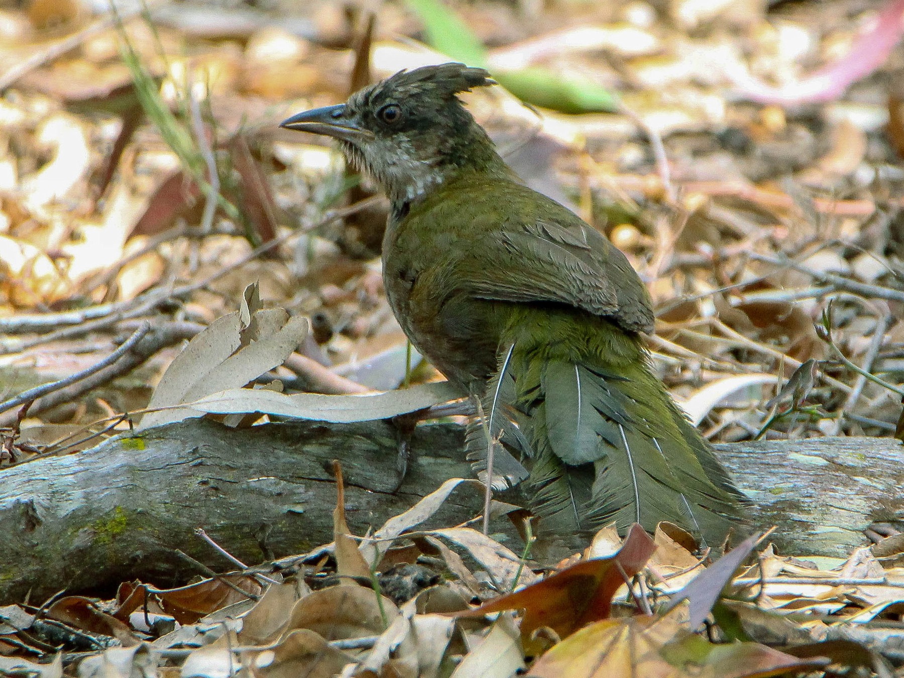 Eastern Whipbird - eBird
