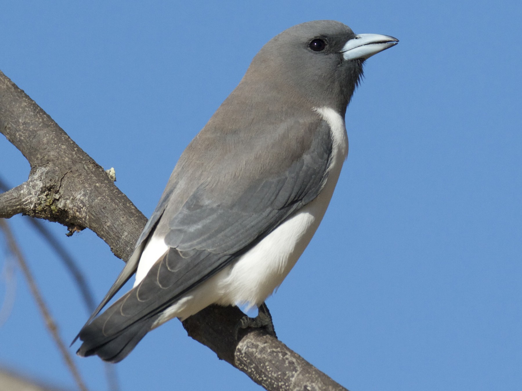White-breasted Woodswallow - eBird