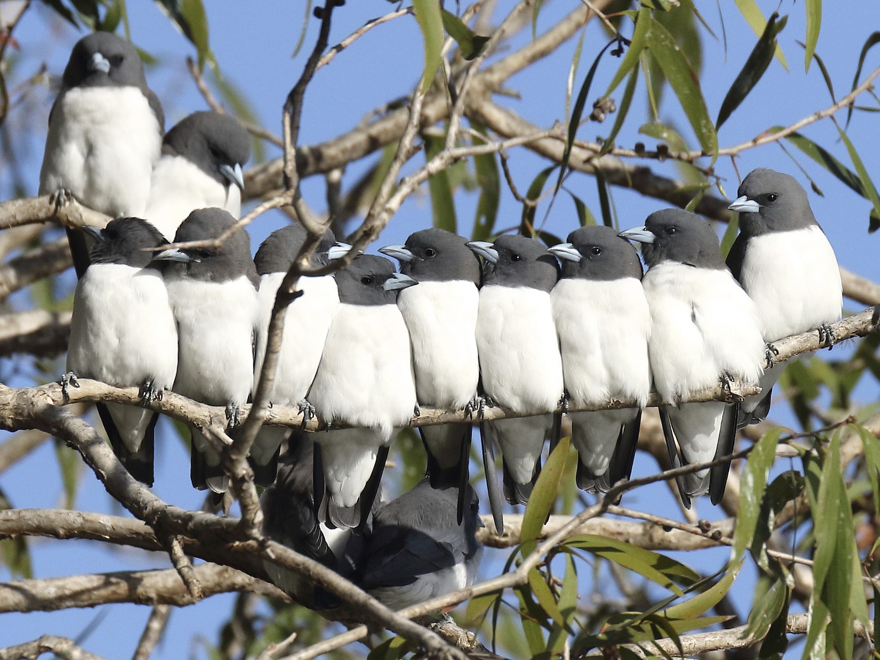 White-breasted Woodswallow - eBird