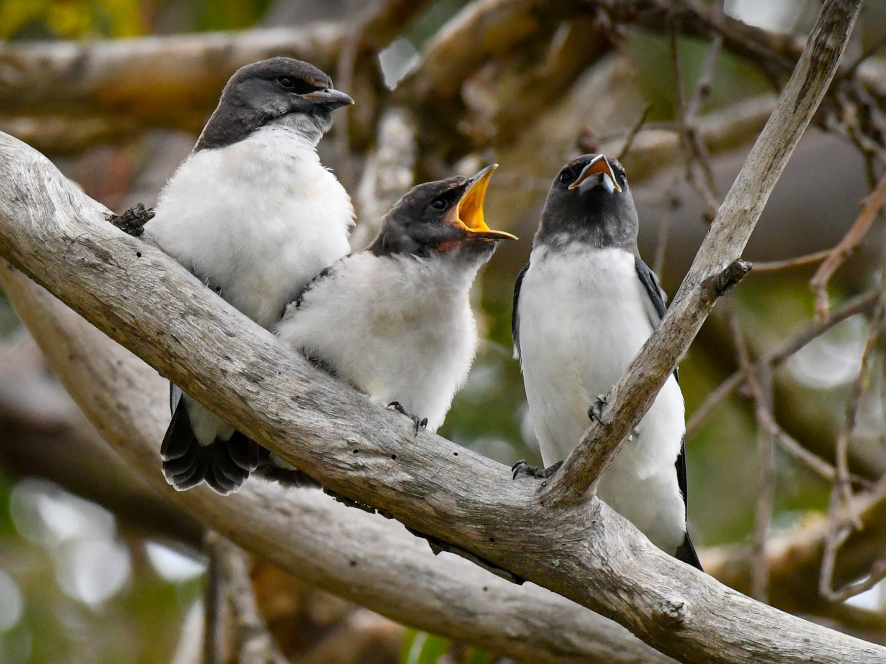 White-breasted Woodswallow - eBird